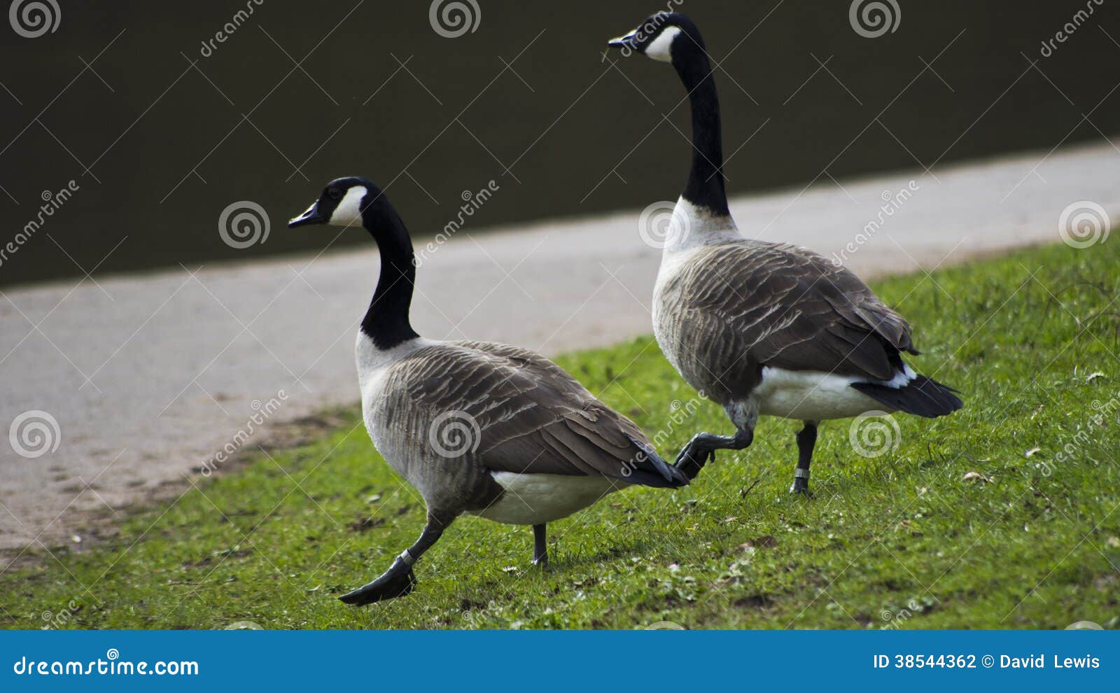 Geese walking on grass stock photo. Image of grass, running - 38544362