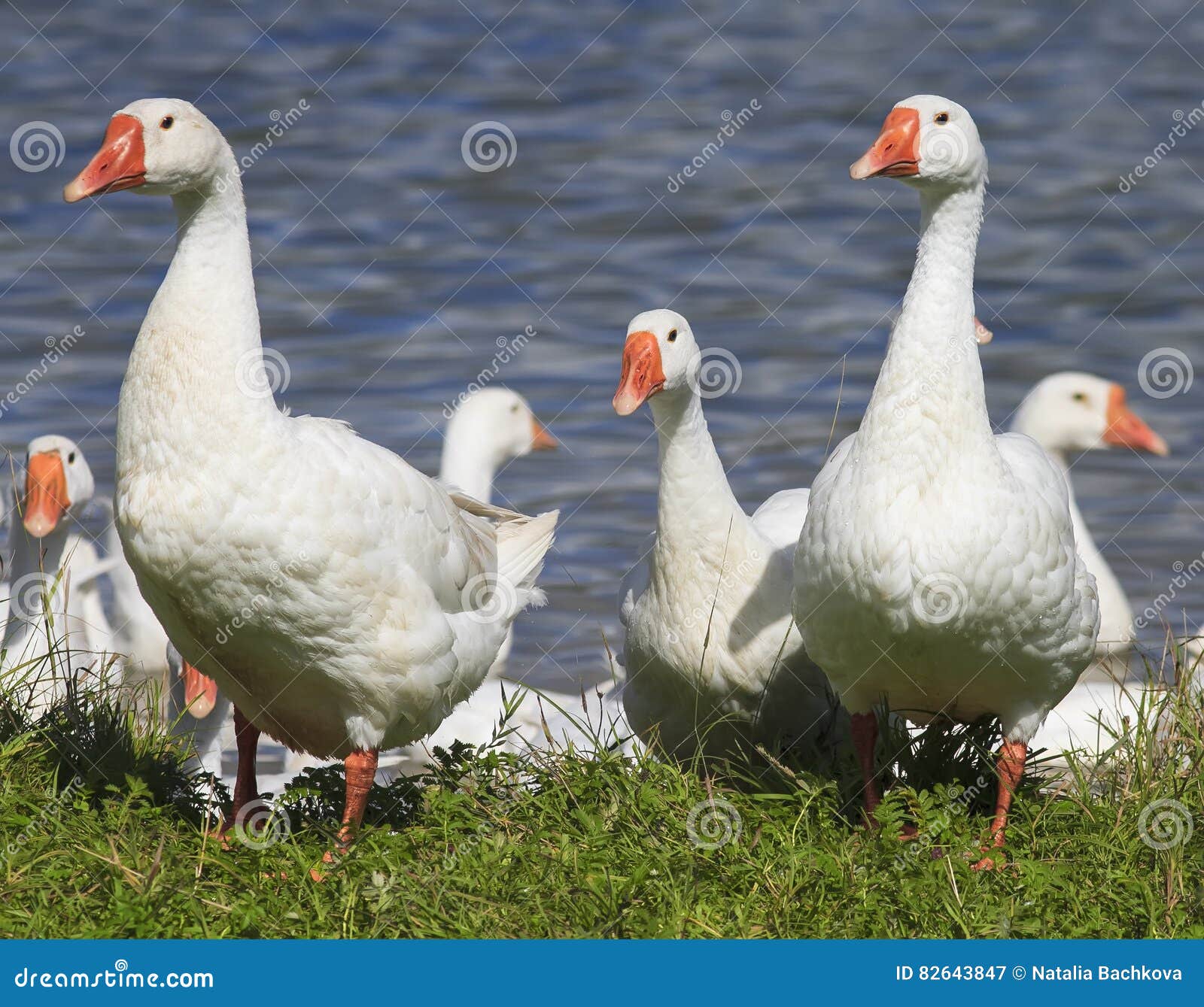 Geese Walking on the Shore of the Pond in the Village in the Summer ...