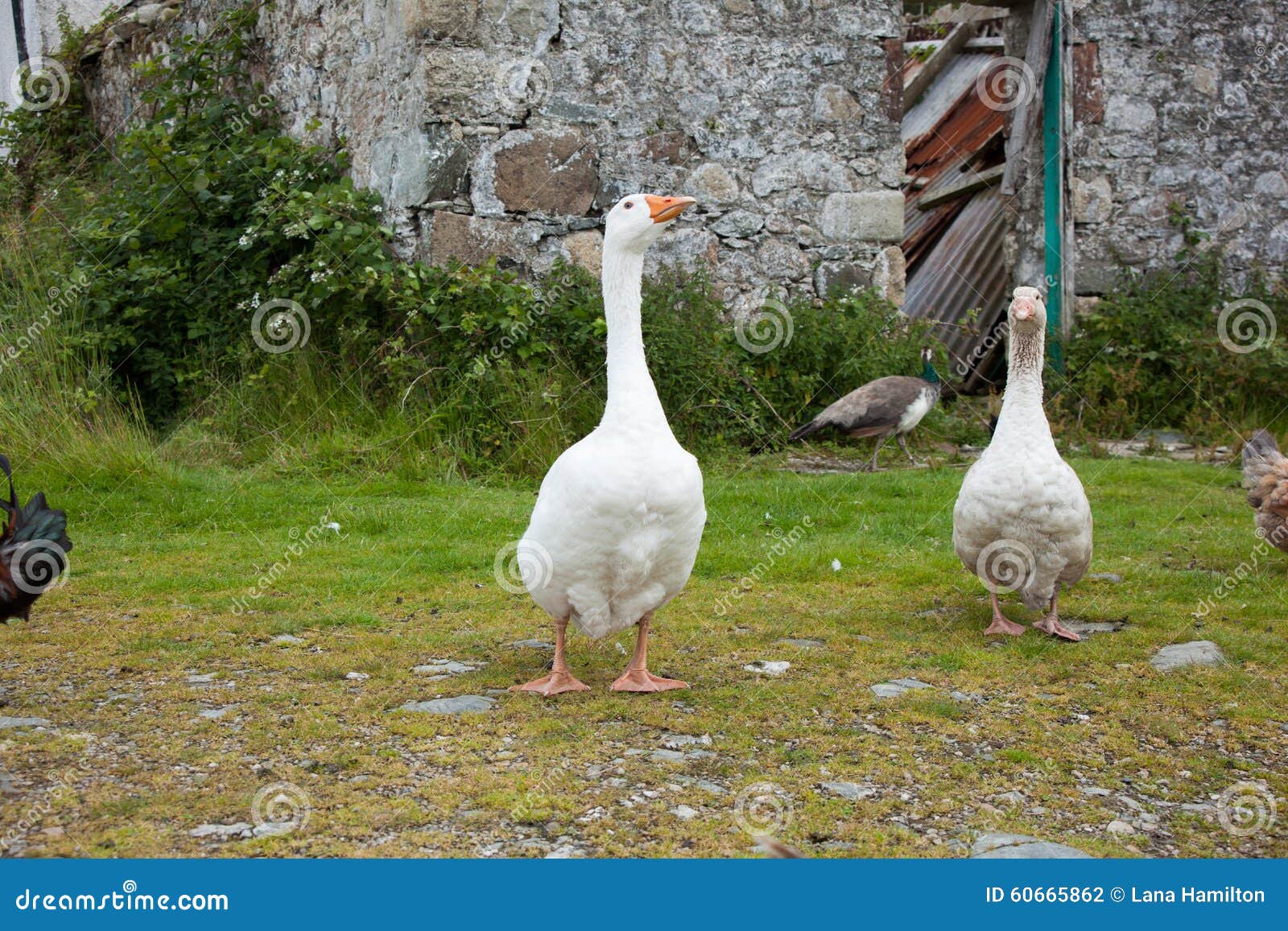 Geese stock photo. Image of wildlife, standing, nature - 60665862