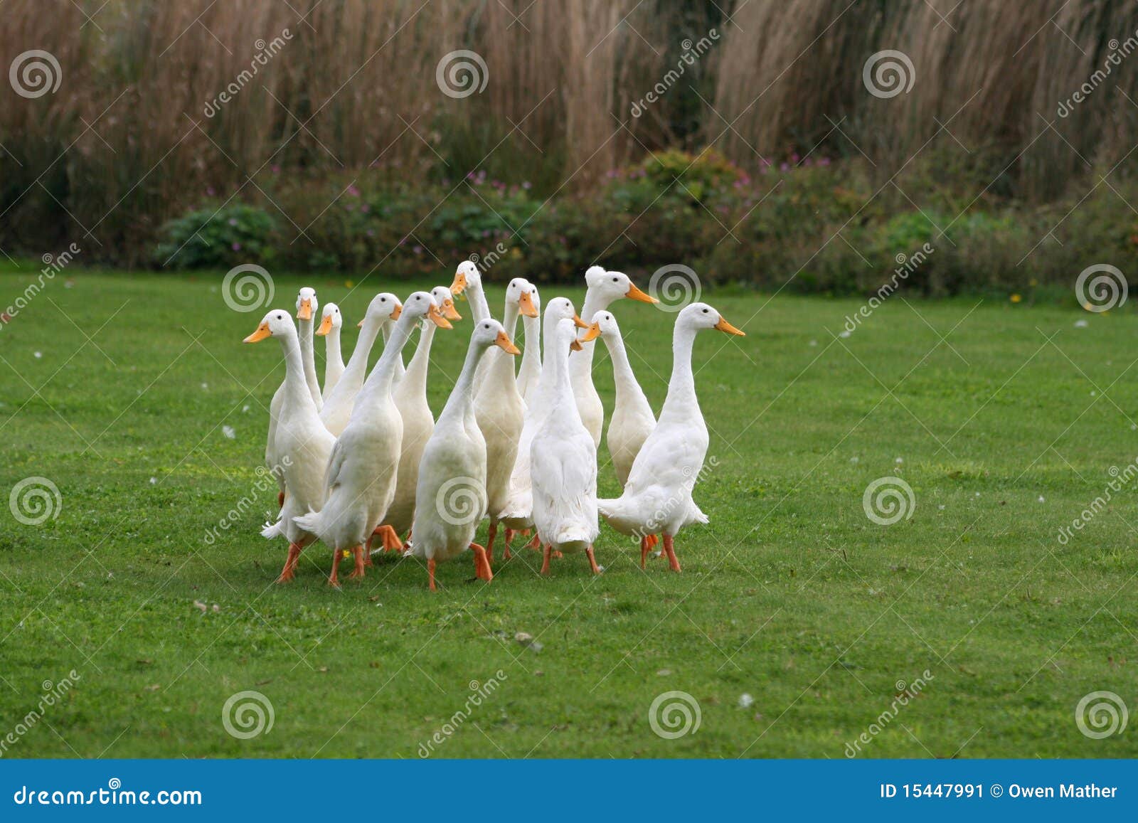 Geese Wandering in a Group stock image. Image of wildlife - 15447991