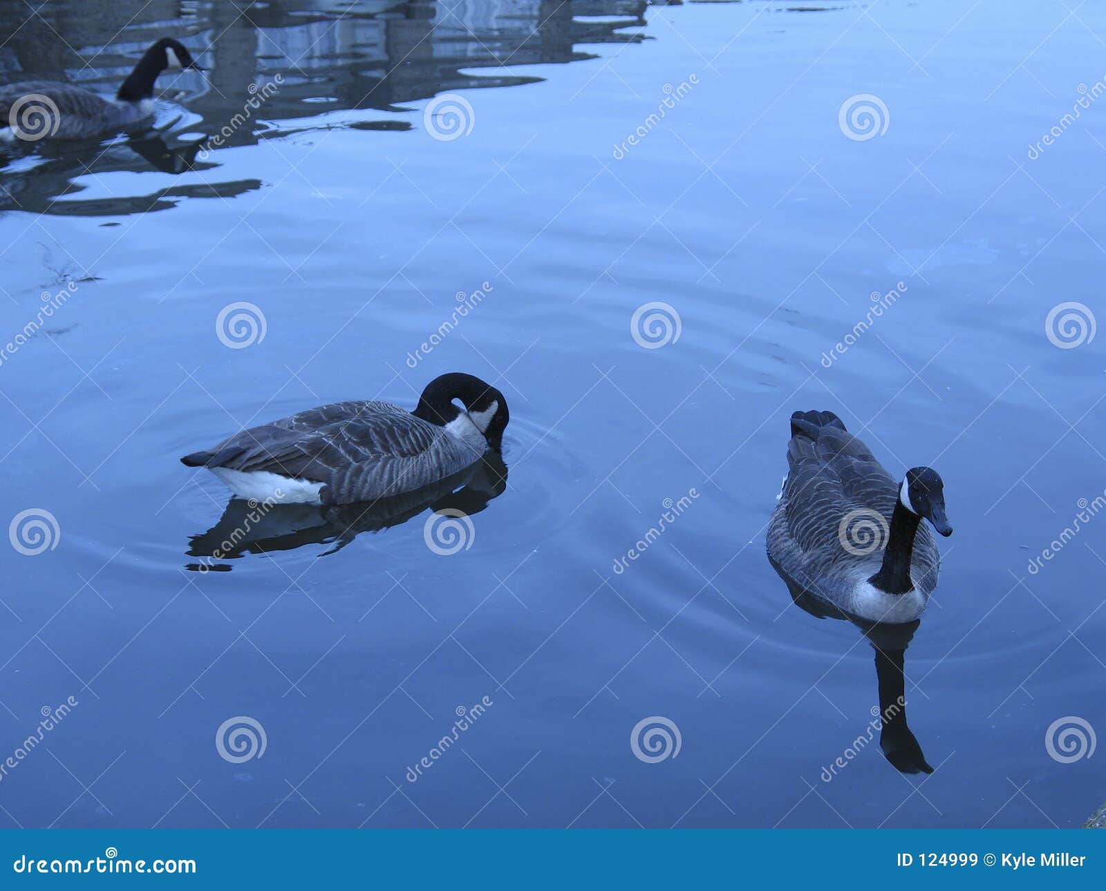 Geese In Water Picture. Image: 124999