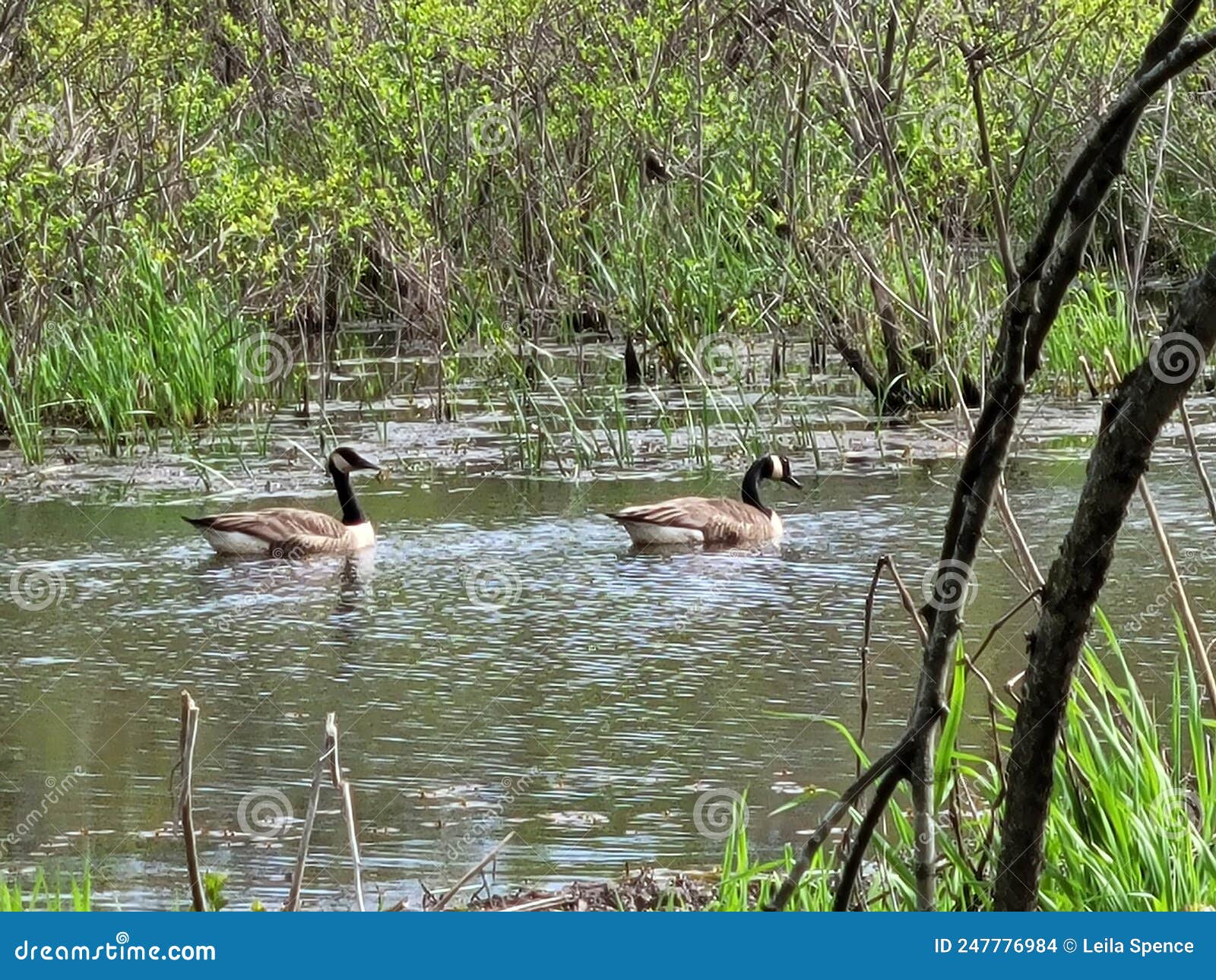 Geese on the Water stock photo. Image of wetland, grass - 247776984