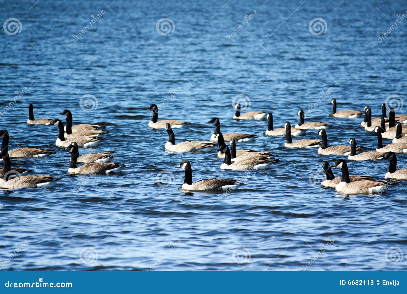 Geese in water stock image. Image of goose, autumn, hunt - 6682113