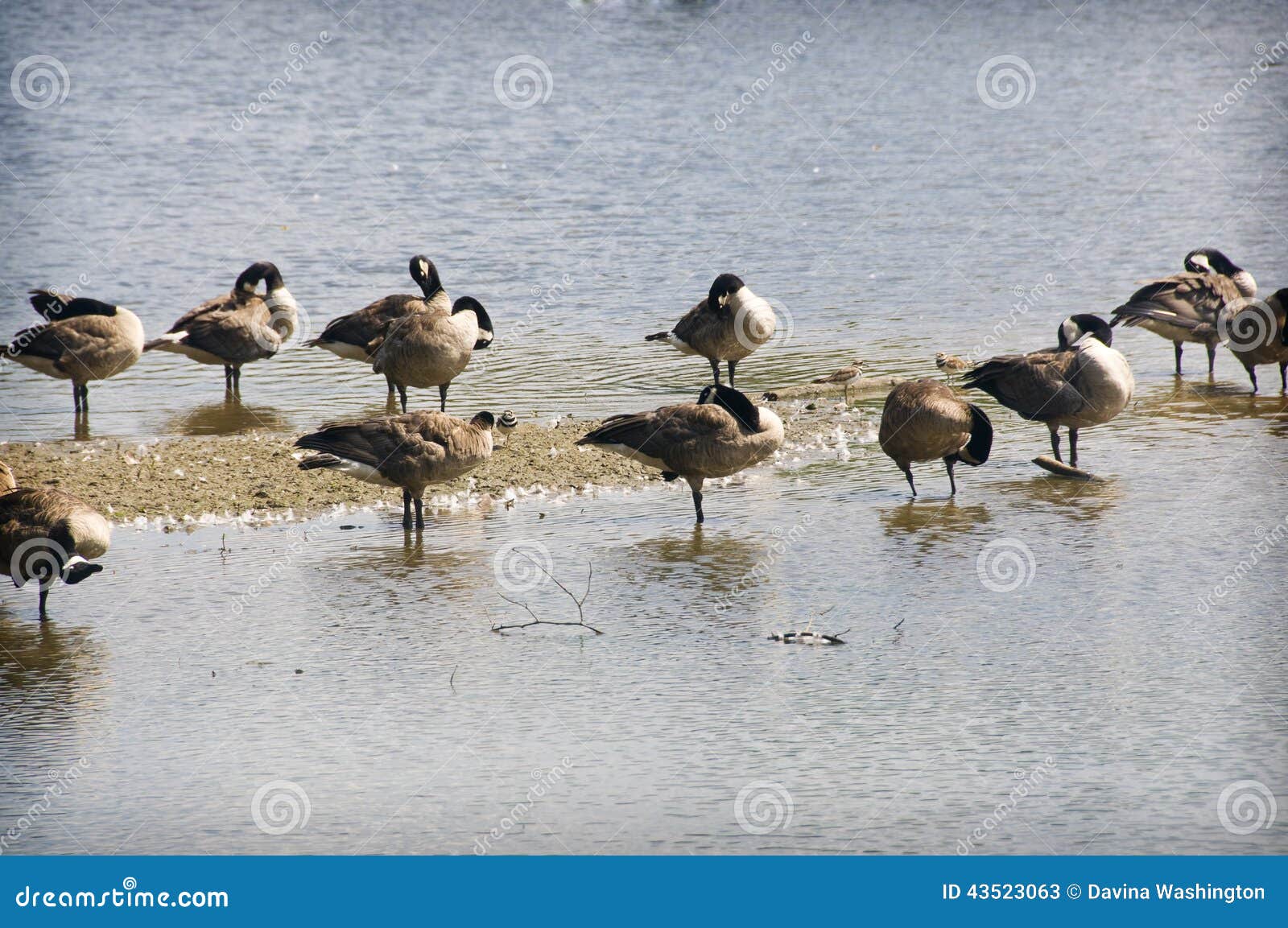 Geese in the Water stock image. Image of migratory, feathers - 43523063