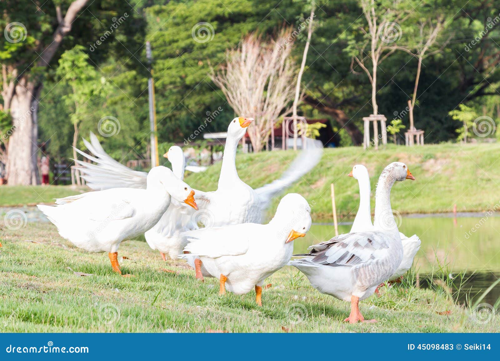Geese stock image. Image of pets, bird, family, neck - 45098483