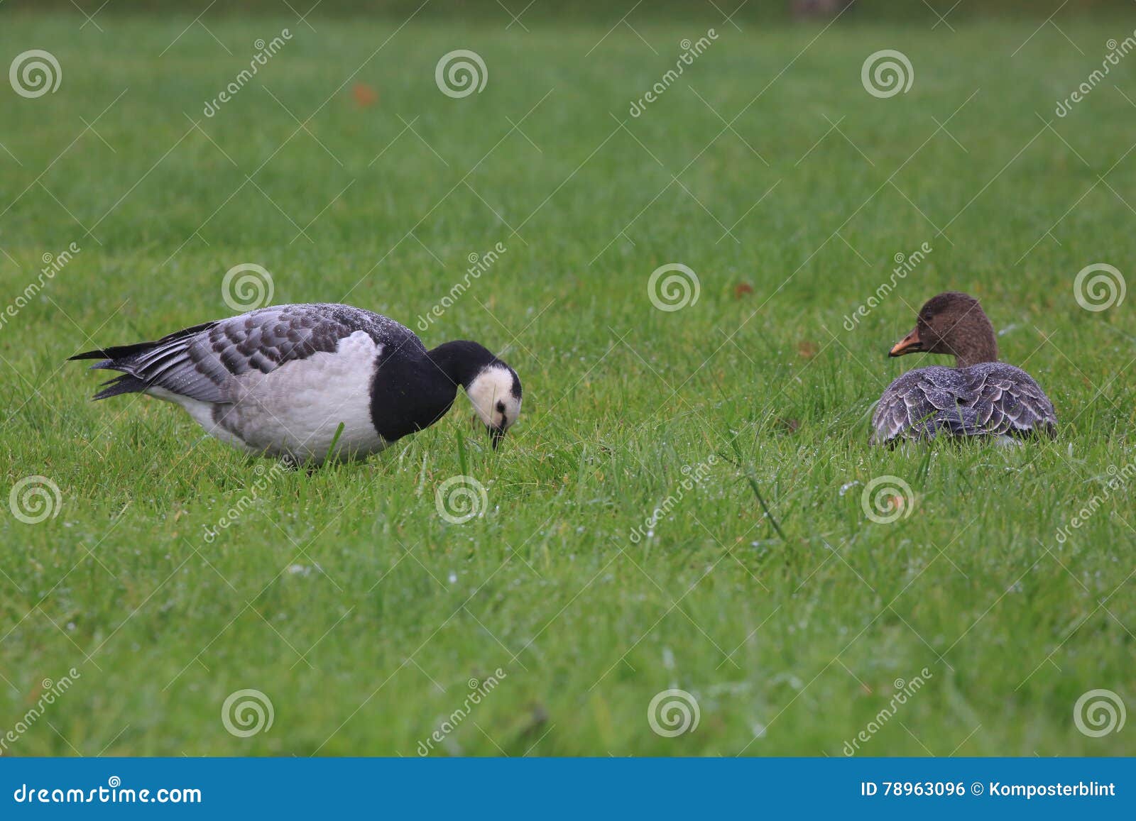 Geese in wet grass stock photo. Image of green, view - 78963096