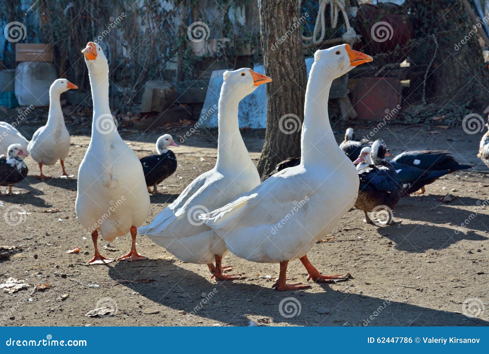 Geese 17 stock photo. Image of white, bird, farm, goose - 62447786