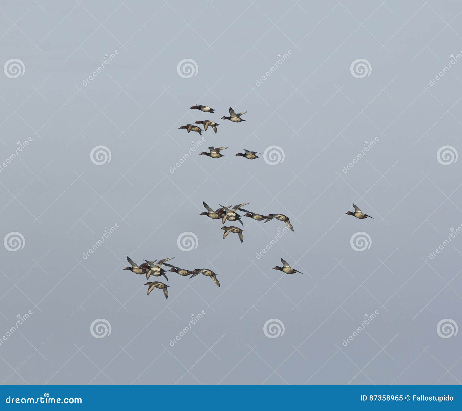 Geese and Wild Ducks Flying in the Sky Stock Image - Image of fauna ...