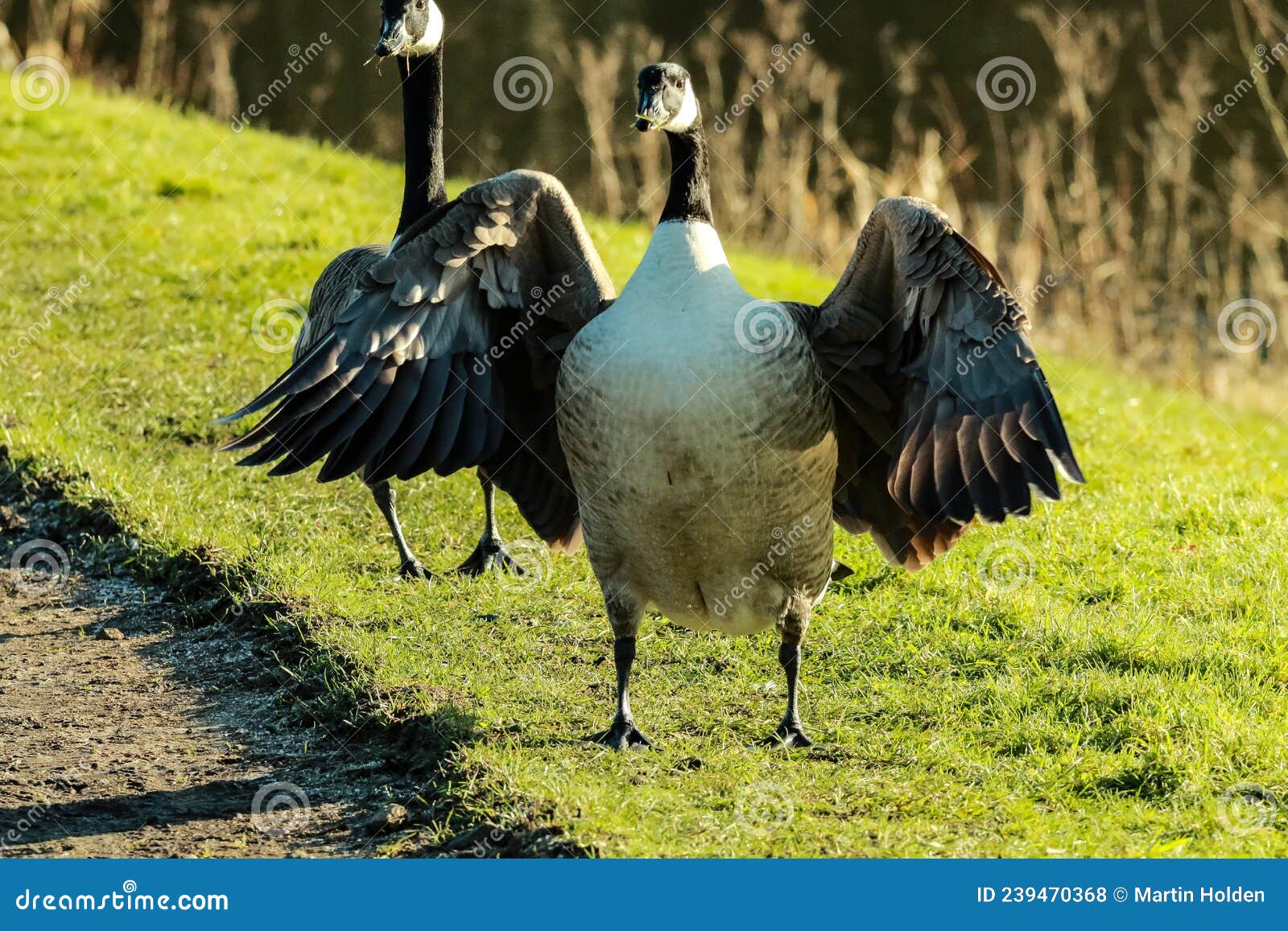 Geese with wing open stock photo. Image of animal, goose - 239470368