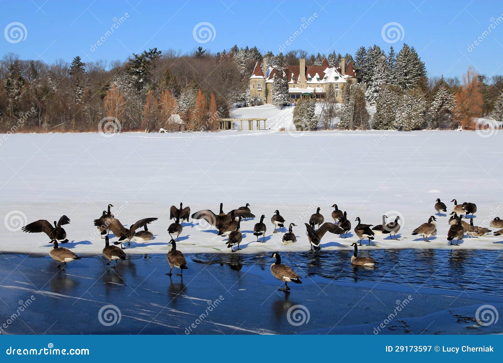 The Geese at Winter stock image. Image of animal, geese - 29173597