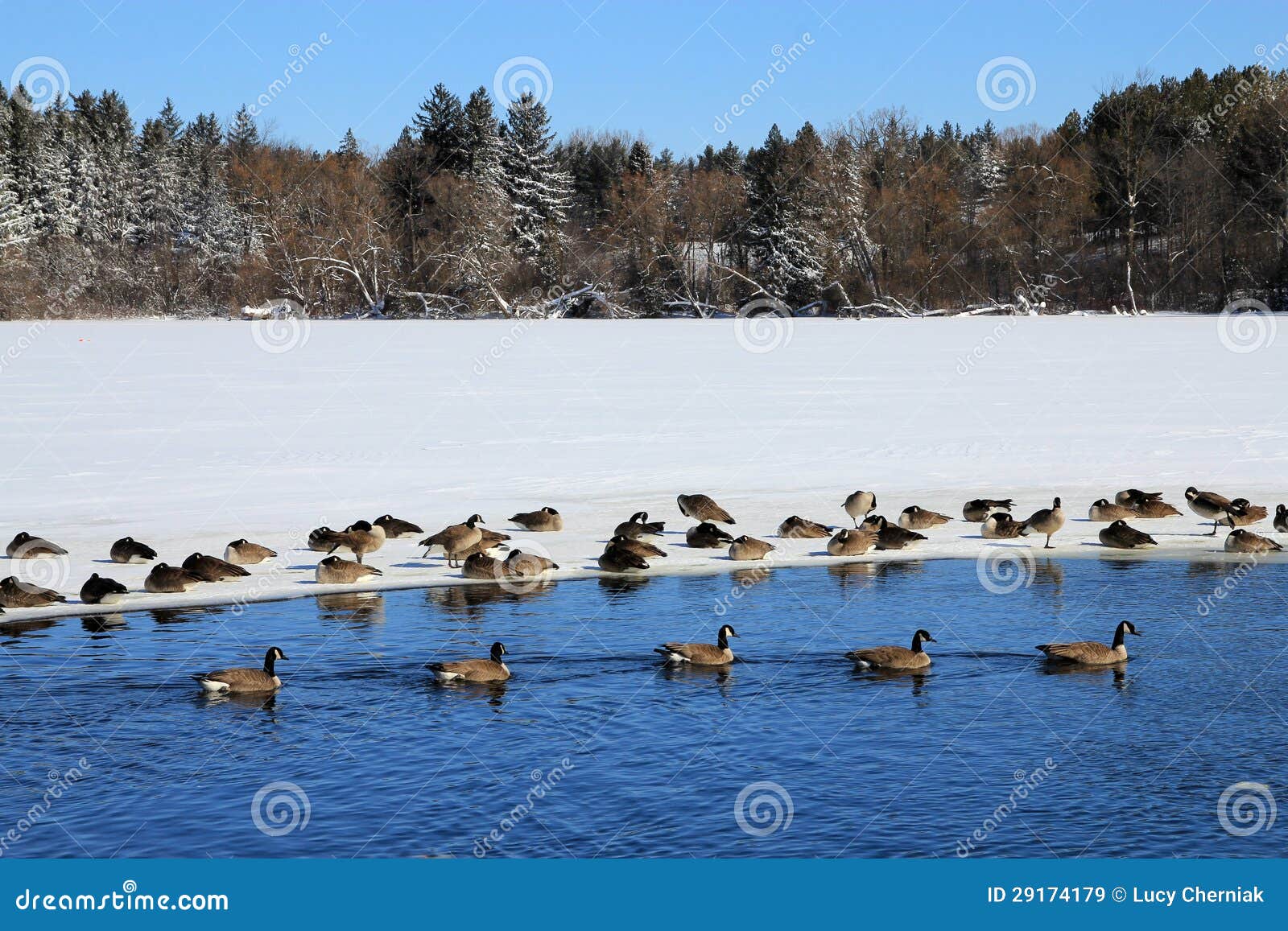 Geese at Winter stock image. Image of nature, forest - 29174179