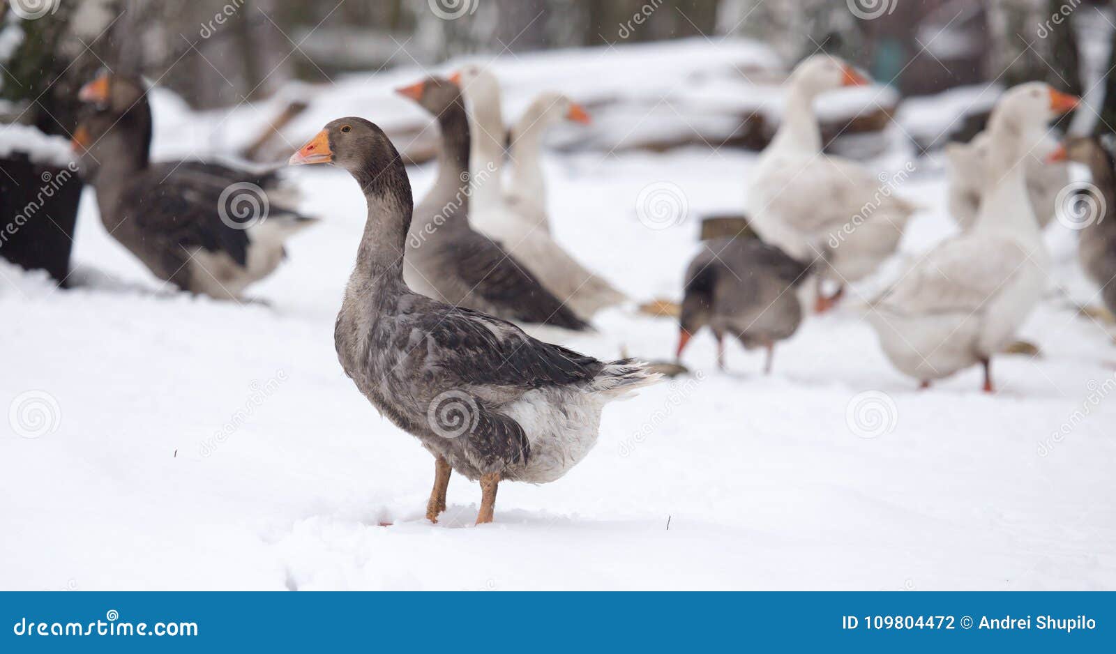 Geese in the winter nature stock photo. Image of freeze - 109804472