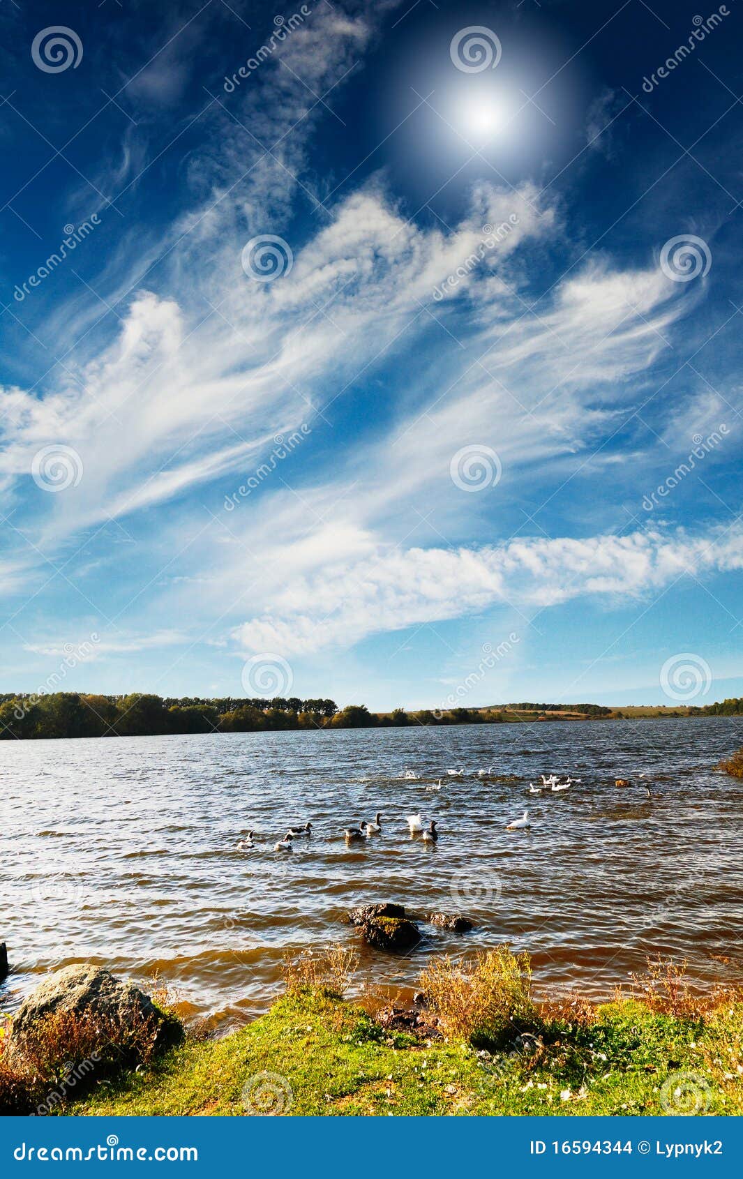 Geese on the Wonderful Lake. Stock Photo - Image of forest, lakeside ...