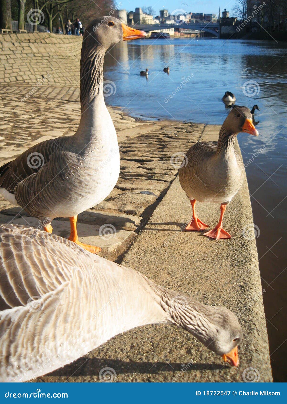 Geese in York, England. stock image. Image of migratory - 18722547