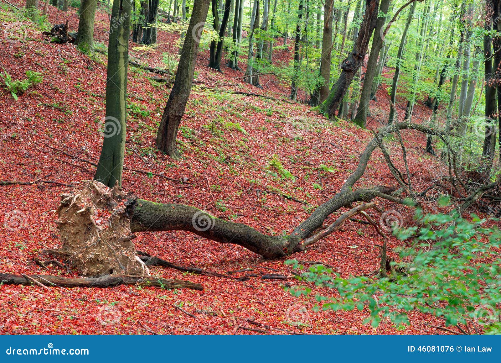 Gefallen stockfoto. Bild von tageslicht, nave, landschaft - 46081076