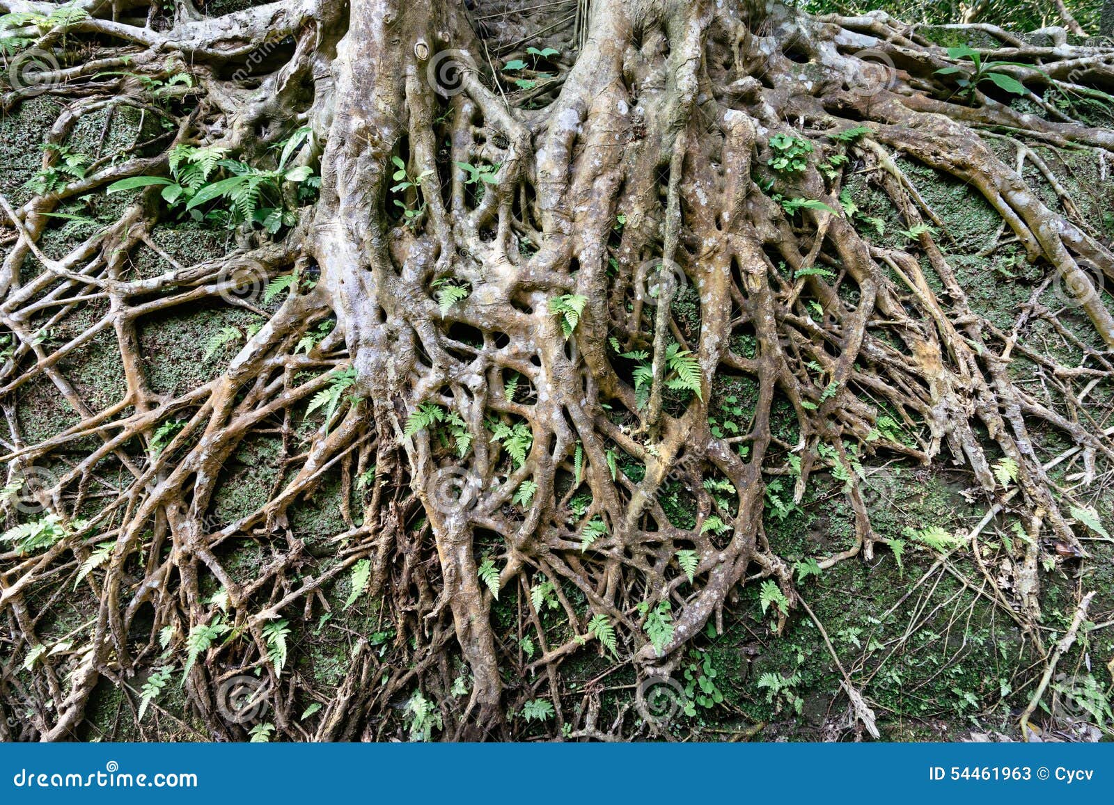 Geformte Baumwurzel Des Herzens Stockbild - Bild von wald, umgebung ...