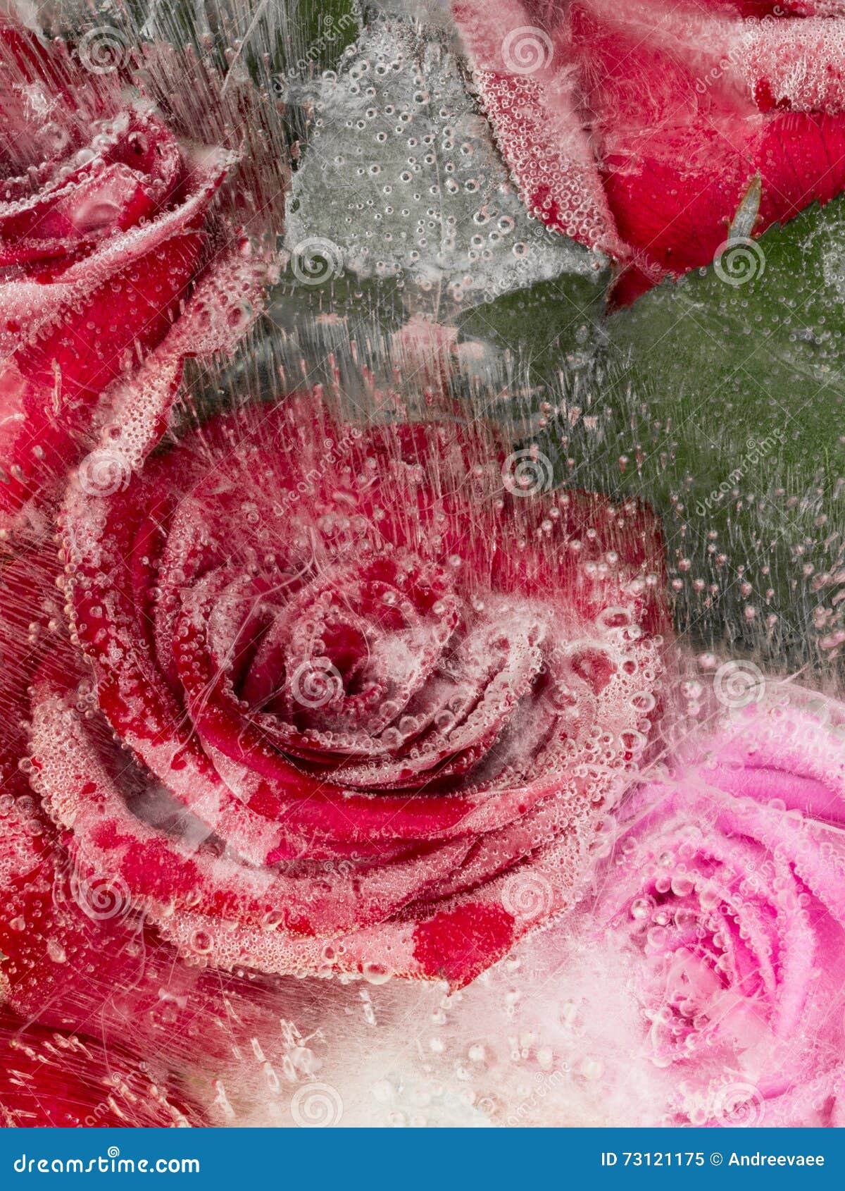 Gefrorene Blumen Der Roten Rosen Stockbild - Bild von jahreszeiten ...