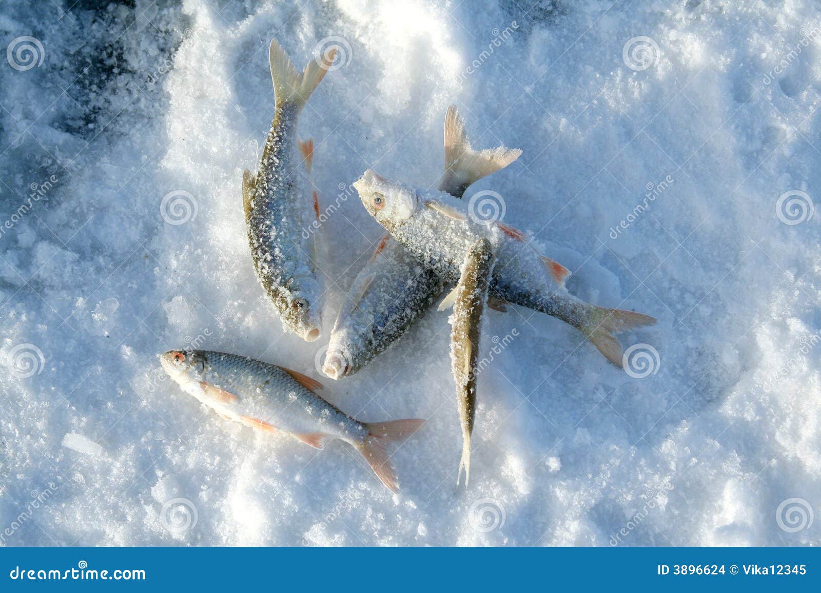 Gefrorene Fische auf Eis stockfoto. Bild von nave, tageslicht - 3896624
