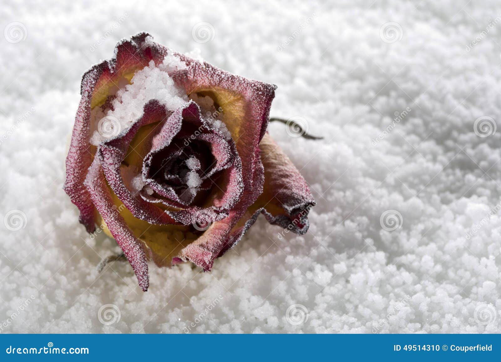 Gefrorene Rose stockfoto. Bild von floret, bereift, blüte - 49514310