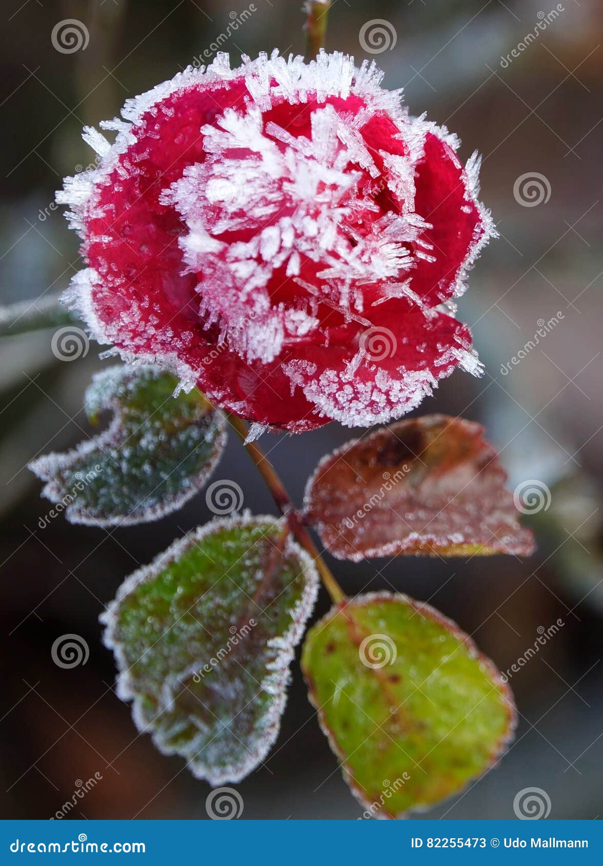Gefrorene Rose stockbild. Bild von leute, eingefroren - 82255473