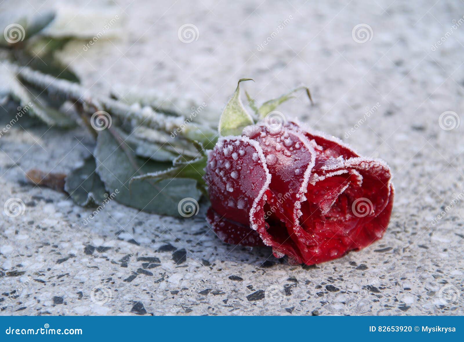 Gefrorene Rose stockfoto. Bild von schauer, einfrieren - 82653920