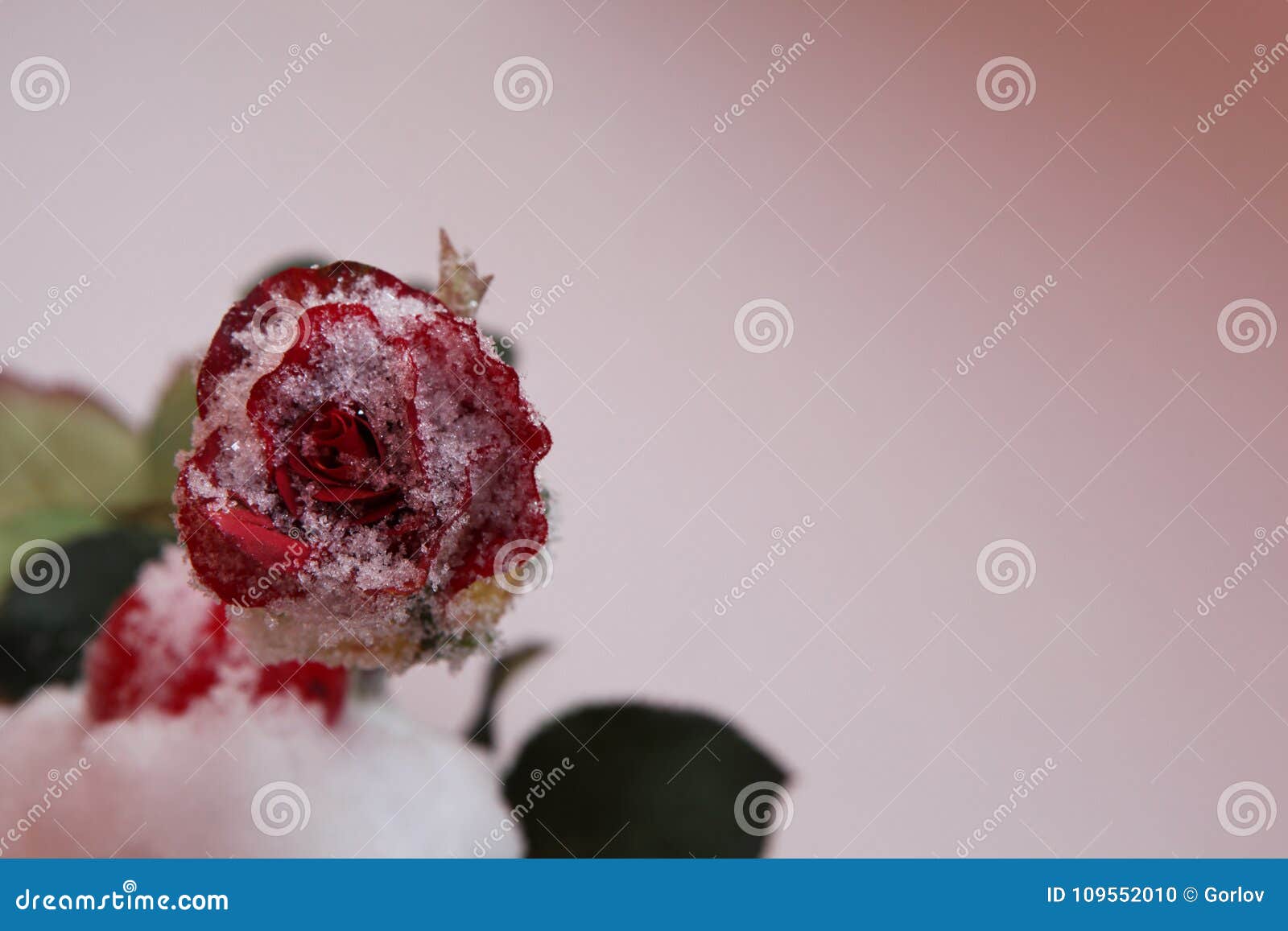 Gefrorene Rose Macro Flower Winter-Jahreszeit Stockfoto - Bild von ...