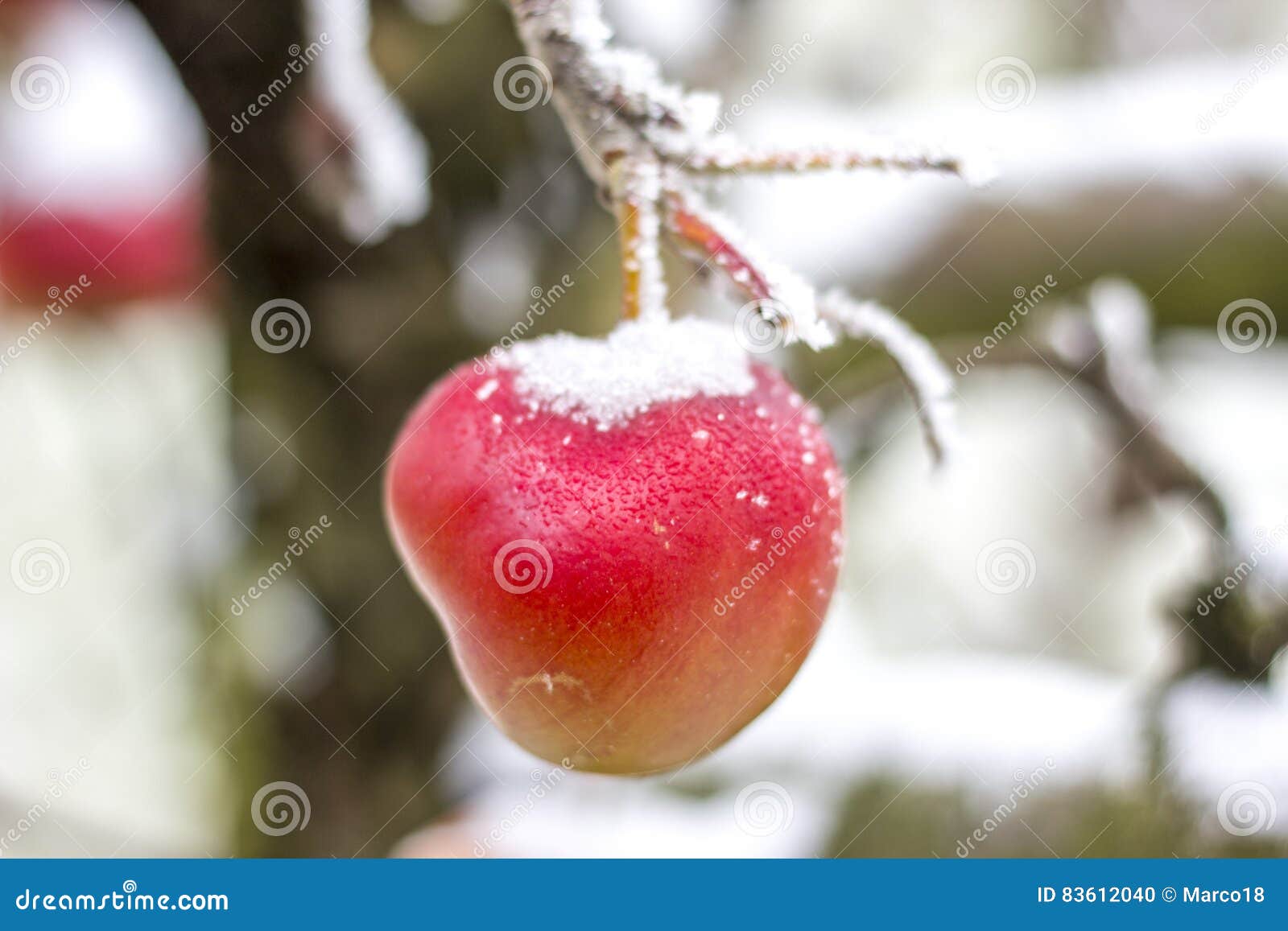 Gefrorener Apfel stockfoto. Bild von ernte, dezember - 83612040