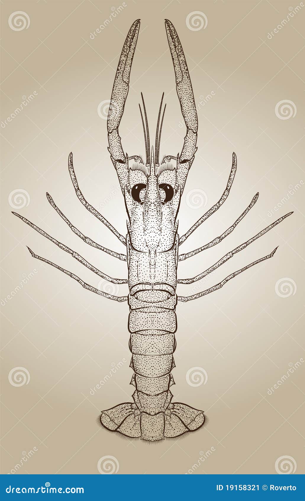 Gegraveerde kreeft vector illustratie. Illustration of fresh - 19158321