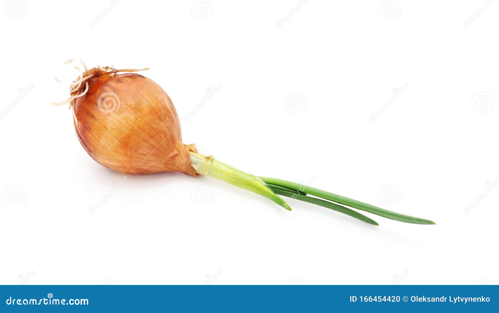 Gehalte groene ui stock foto. Image of macro, landbouw - 166454420