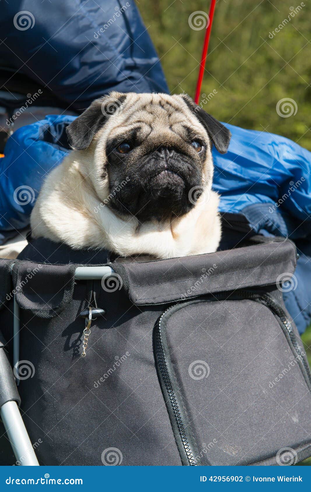 Gehandicapte hond stock foto. Image of draag, auto, gezondheid - 42956902