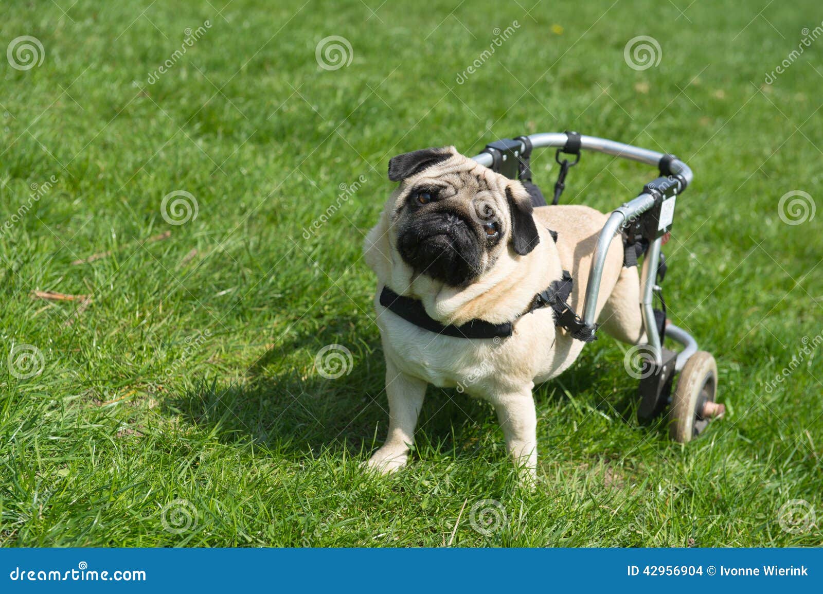 Gehandicapte hond stock foto. Image of peuk, vervoer - 42956904