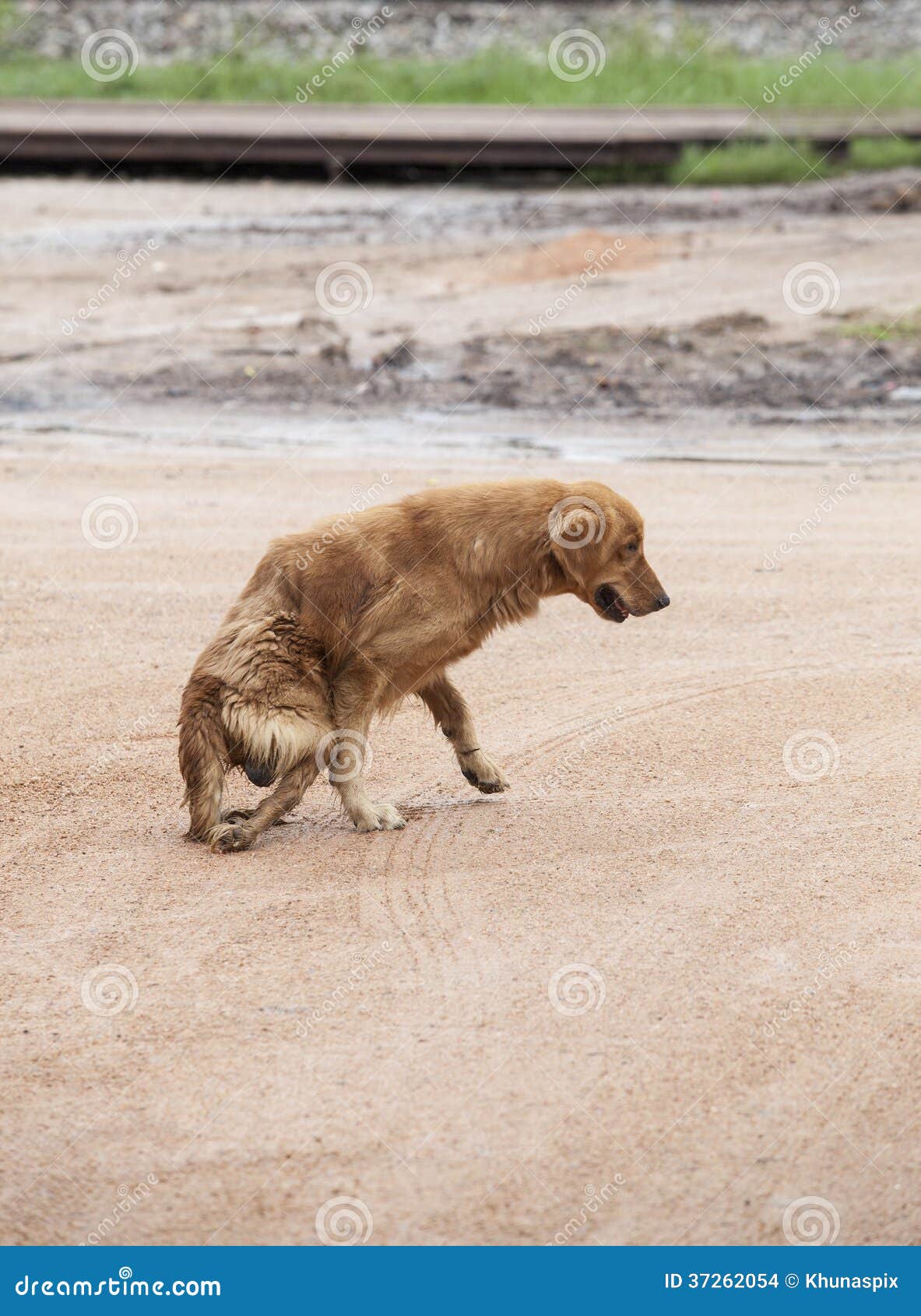 Gehandicapte Hond Die Op Gebied Lopen Stock Foto - Image of giet ...