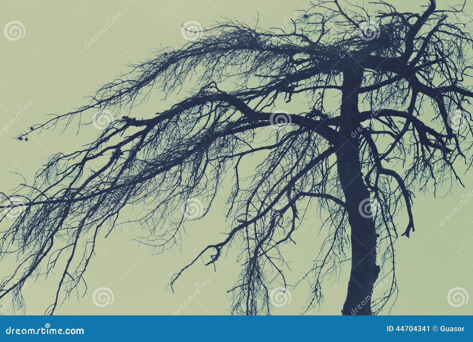 Geheimzinnige Boom, Eng Bos Stock Afbeelding - Image of samenvatting ...