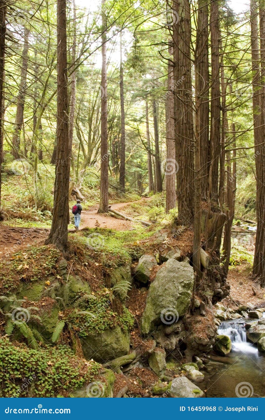 Gehen durch das rote Holz stockfoto. Bild von grün, wasser - 16459968