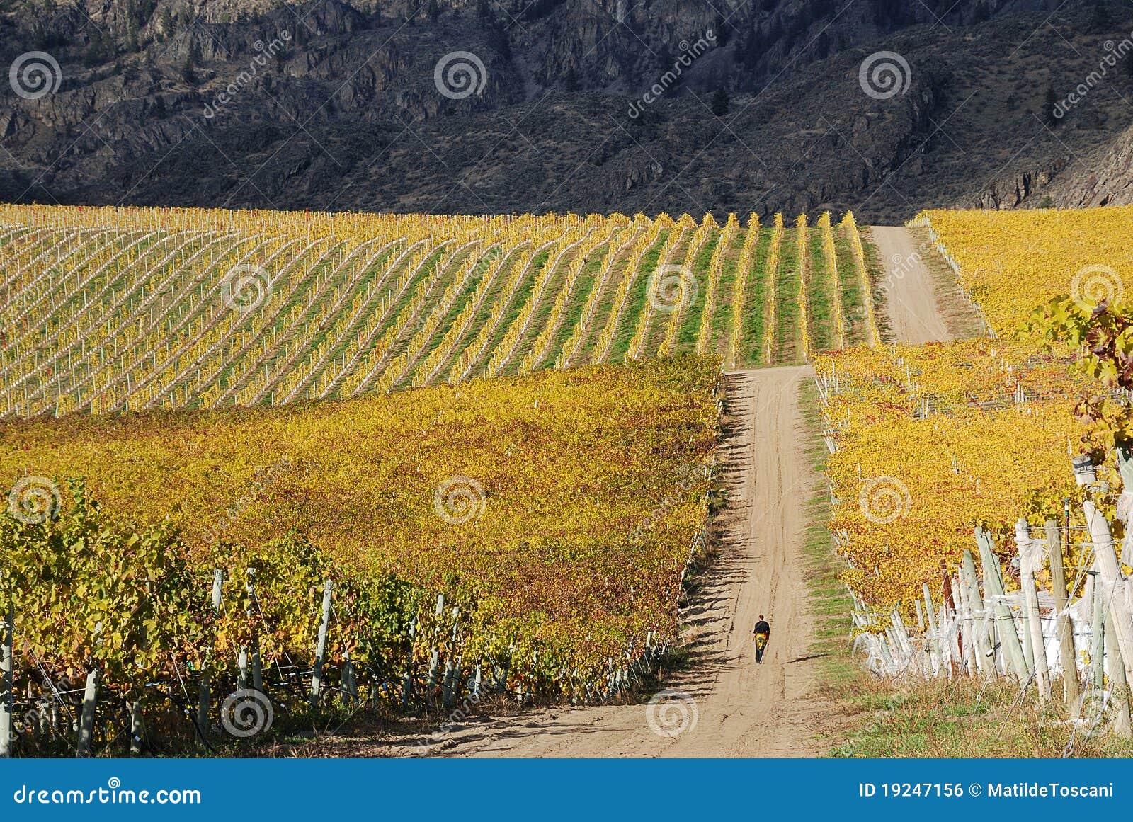 Gehen durch den Weinberg stockfoto. Bild von frucht, traube - 19247156