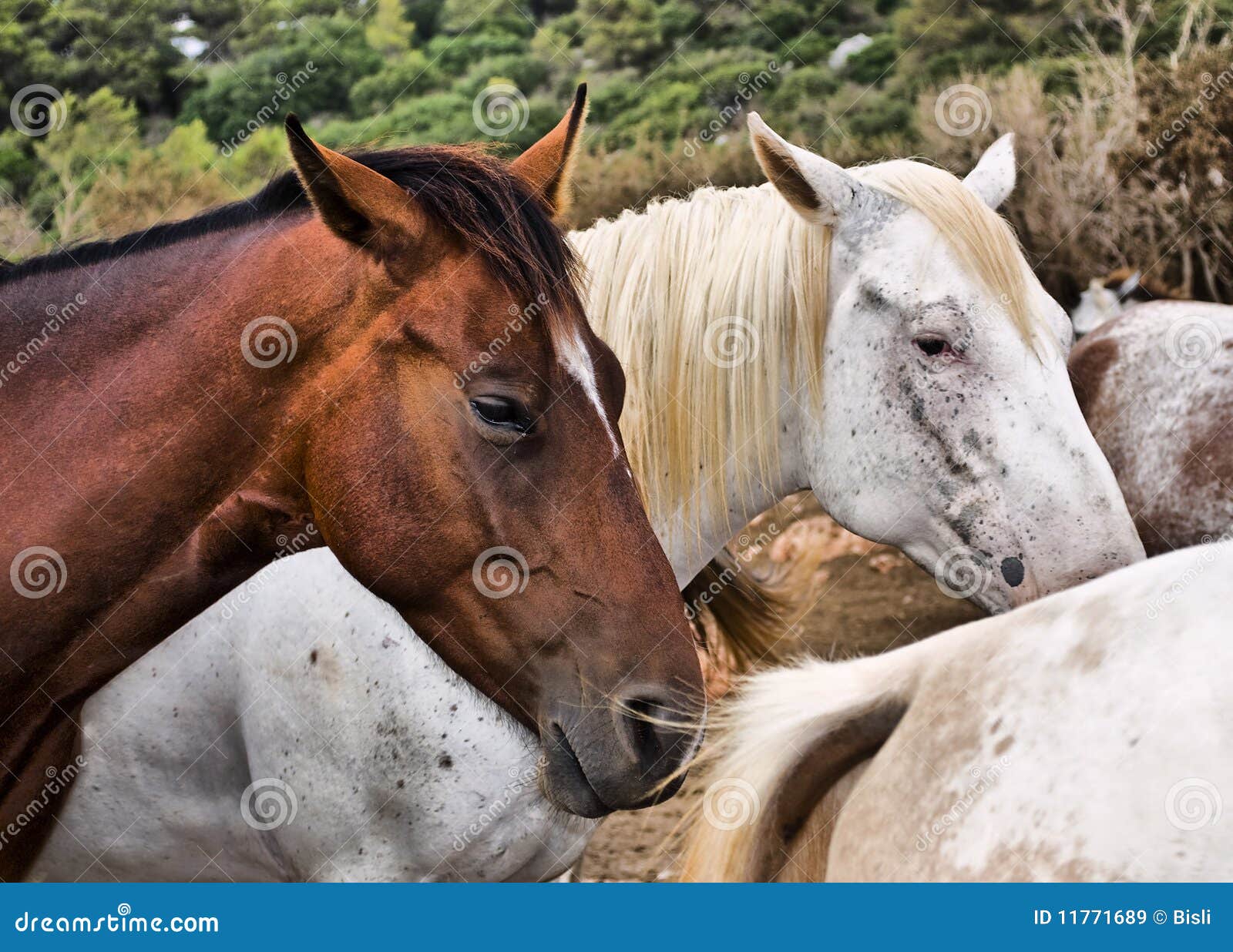 Gehen um die Wiese. stockbild. Bild von zusammengehörigkeit - 11771689