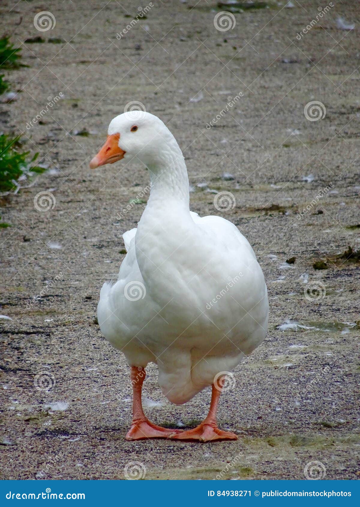 Funktionierende Gans Bild. Bild: 84938271