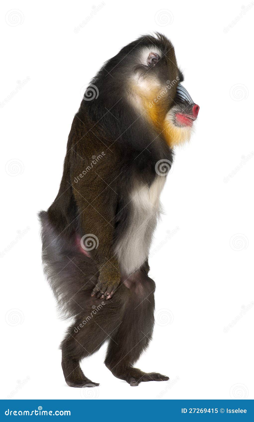 Gehendes Mandrill, Mandrillussphinx Stockbild - Bild von braun, voll ...