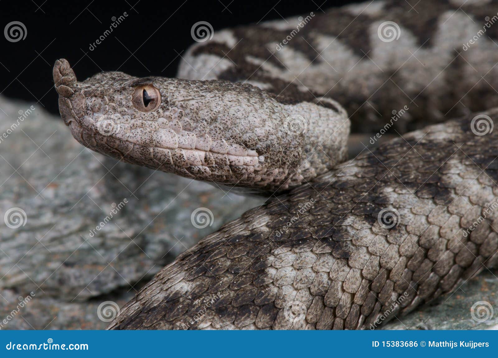 Gehoornde adder stock foto. Image of slang, bulgarije - 15383686