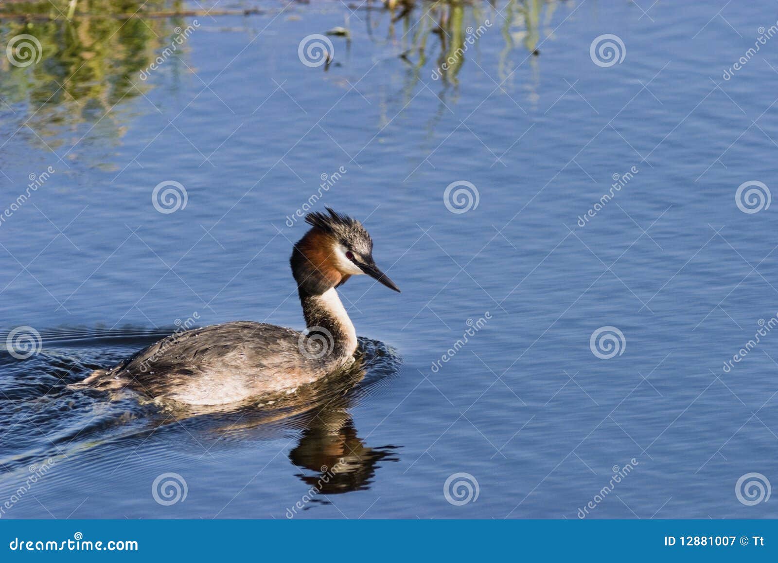 Gehoornde fuut stock afbeelding. Image of gevederte, meer - 12881007