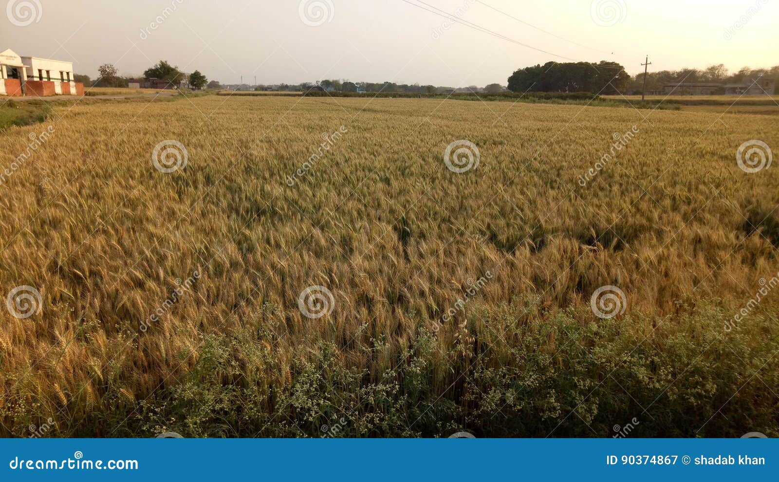 Gehun khet stock image. Image of khet, village, nice - 90374867