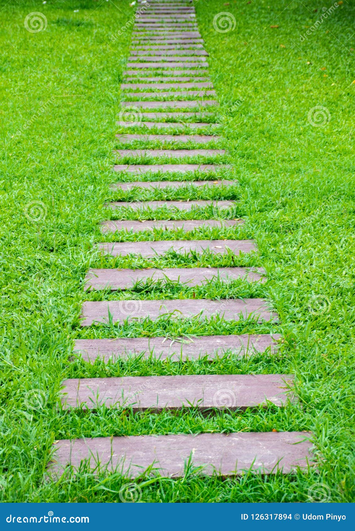 Gehweg auf dem Rasen stockfoto. Bild von gras, betrieb - 126317894