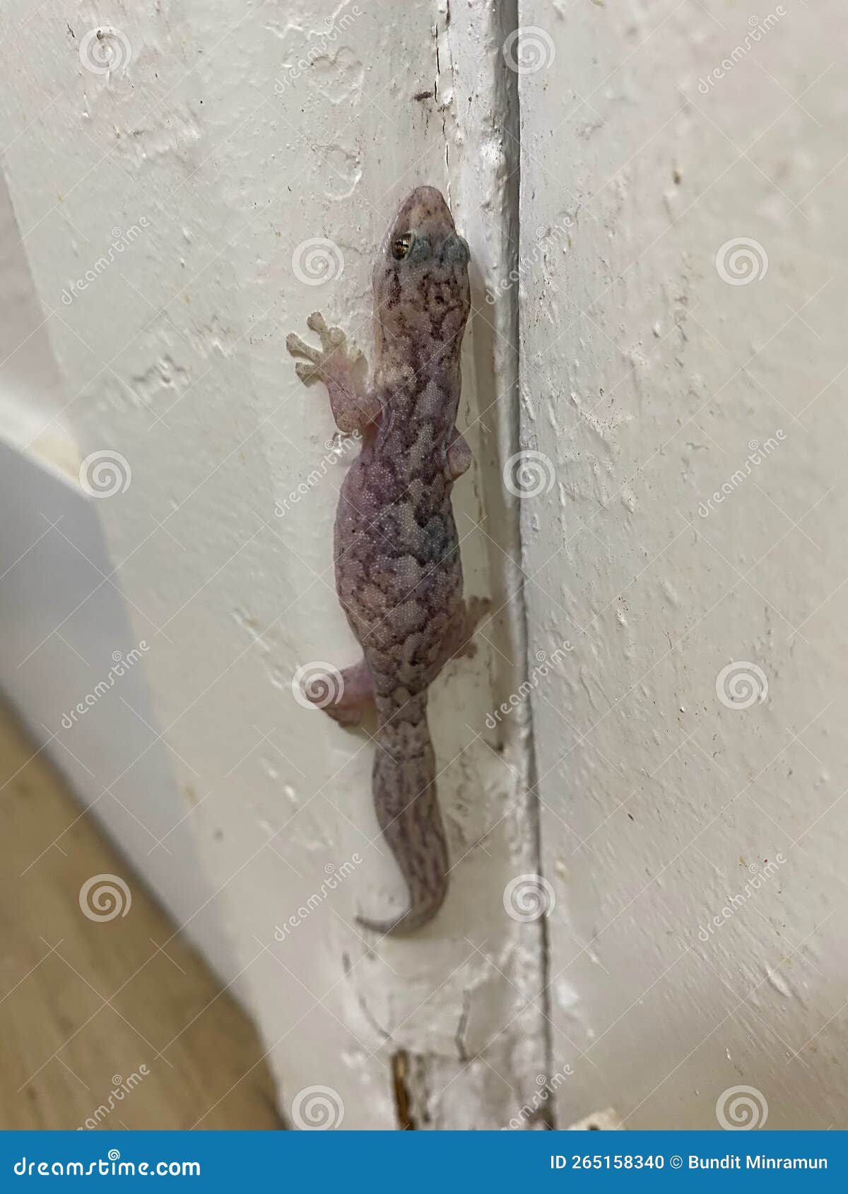 Gehyra Gemina is Native Australian Gecko Sticking on White Surface ...