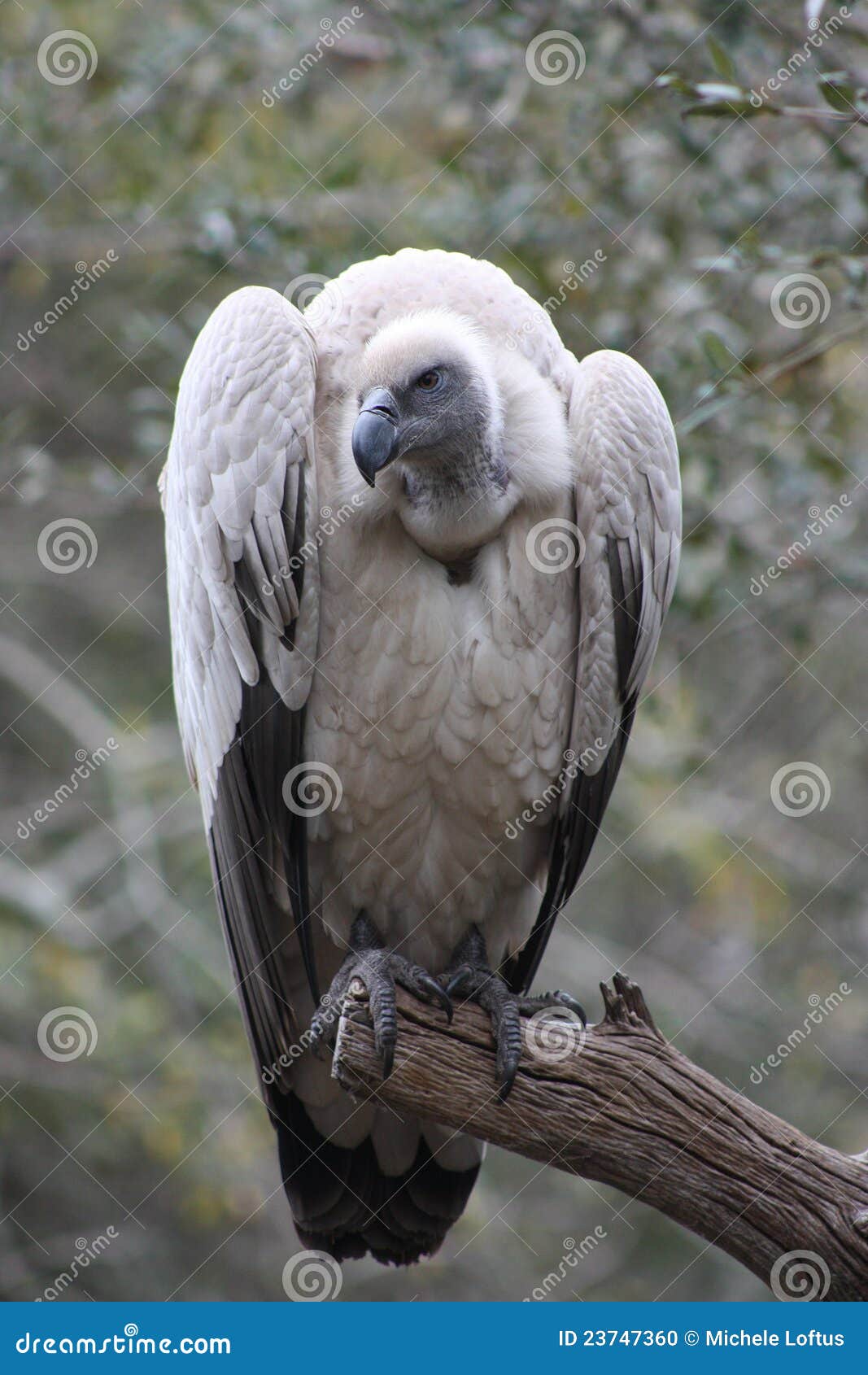 Geier stockfoto. Bild von nave, länge, schnabel, wildnis - 23747360