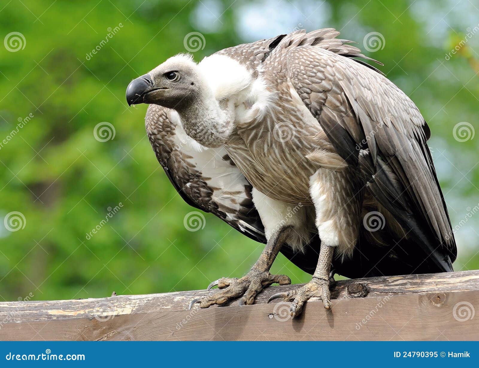 Geier stockbild. Bild von nave, sitzung, feder, opfer - 24790395