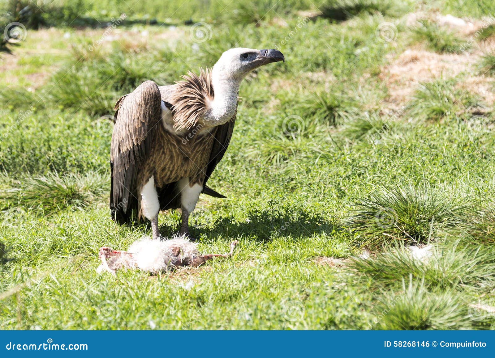 Geier, der totes Huhn isst stockfoto. Bild von fauna - 58268146