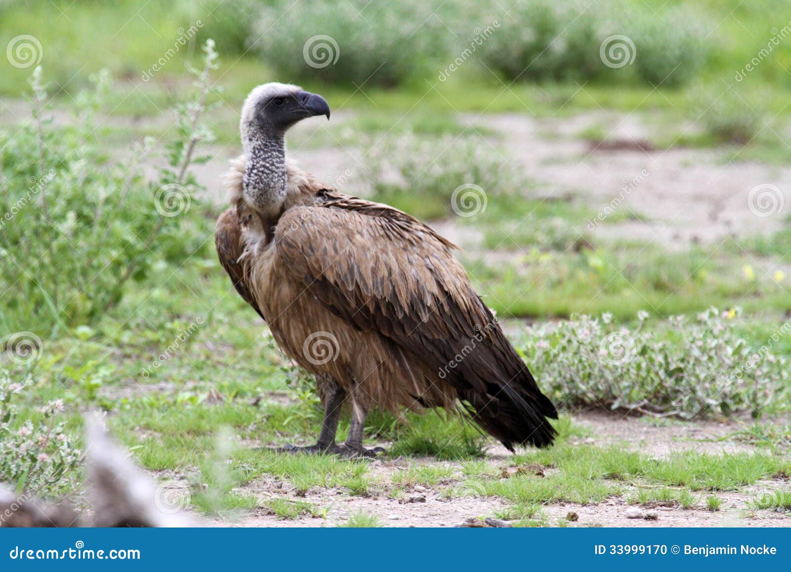 Geier stock photo. Image of bartgeier, natur, wafrac14 - 33999170