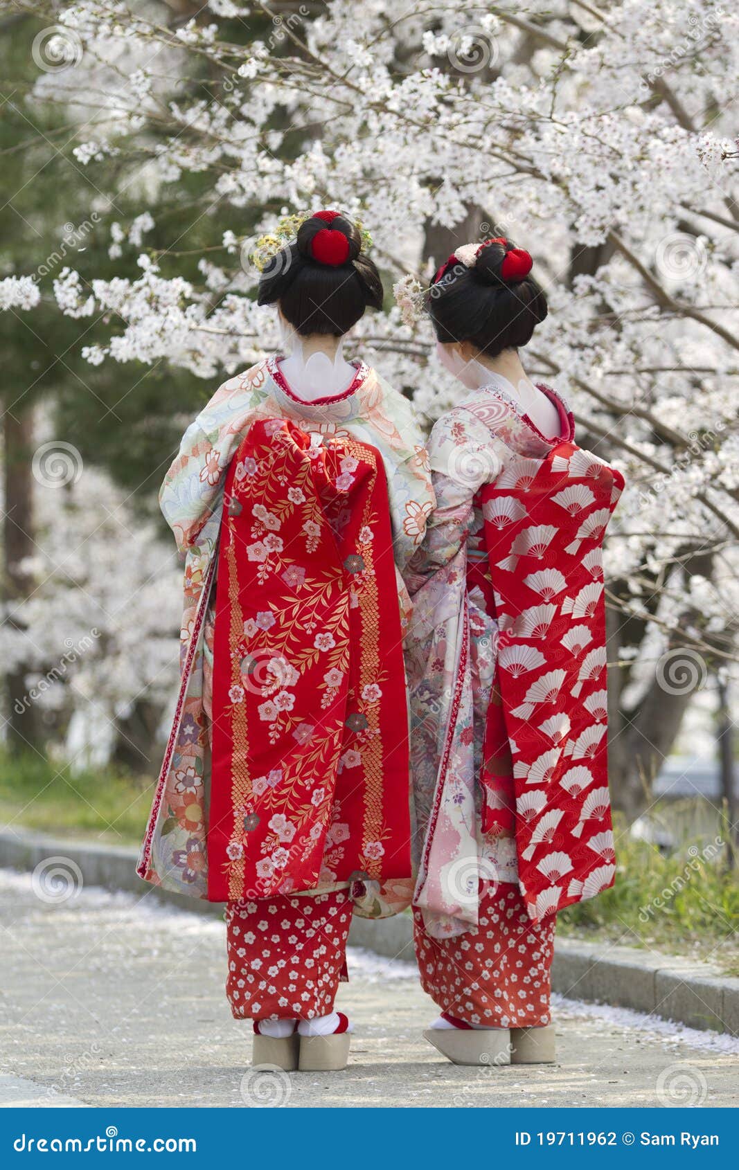 Geiko & Sakura editorial photography. Image of blossom - 19711962