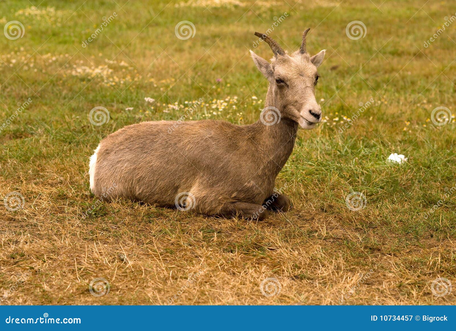 Geit stock image. Image of daisy, legs, domesticated - 10734457