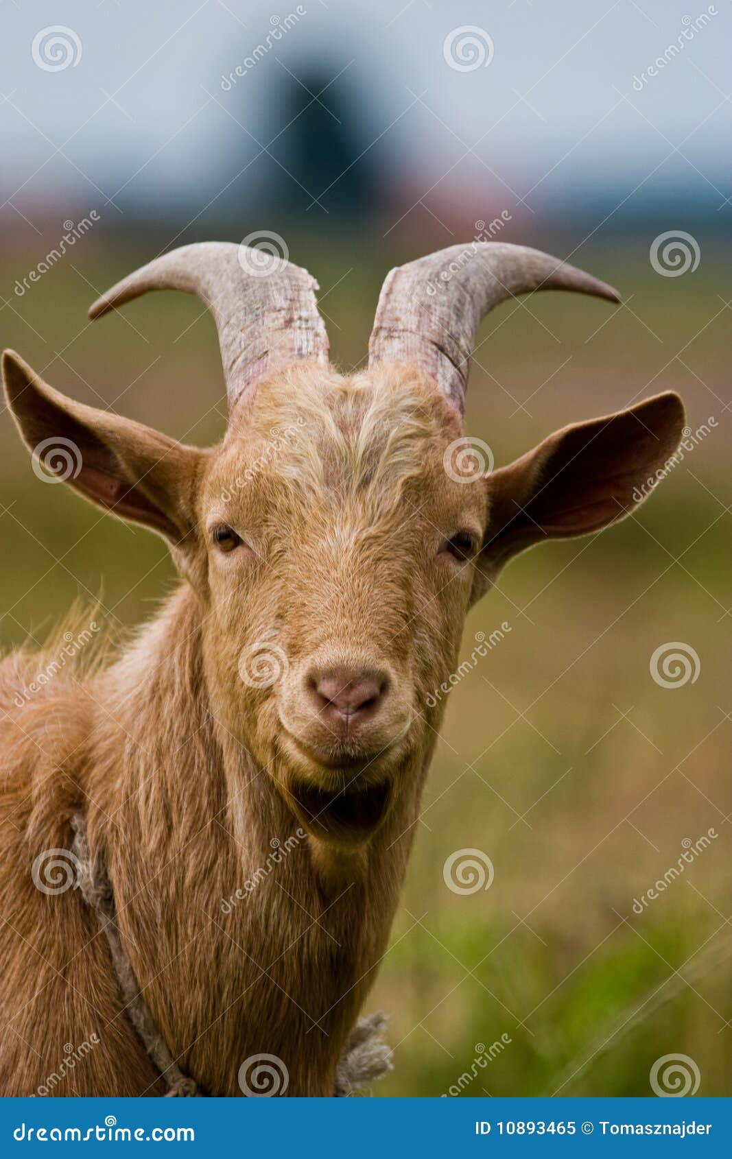 Geit stock afbeelding. Image of wild, huisdier, gras - 10893465